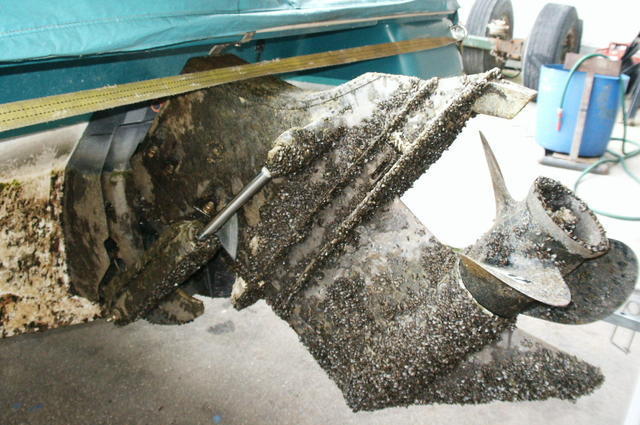 LUZERN: Forscher warnen vor Muschel-Invasion