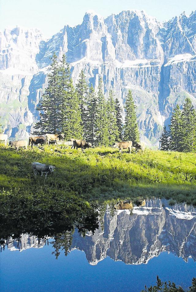KANTON: BVD-Fälle: Labor hat kein «Täter-Rind» auf Urner Alpen gefunden