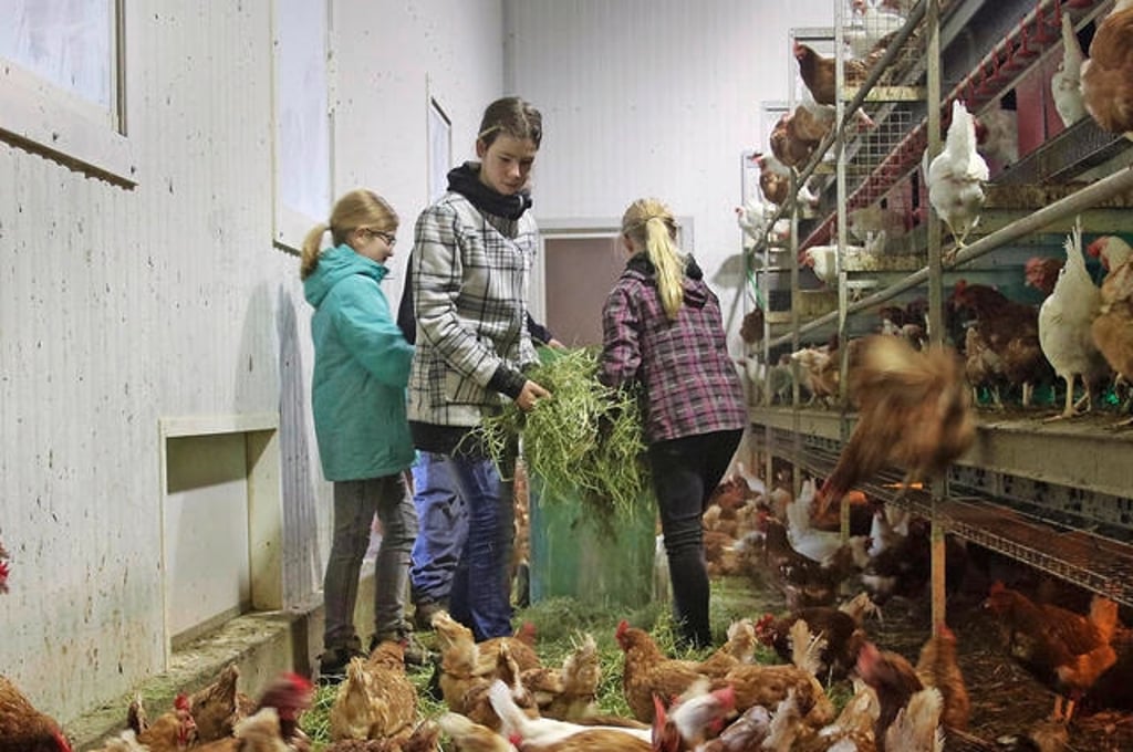 KÄGISWIL: «Am liebsten etwas mit Tieren machen»