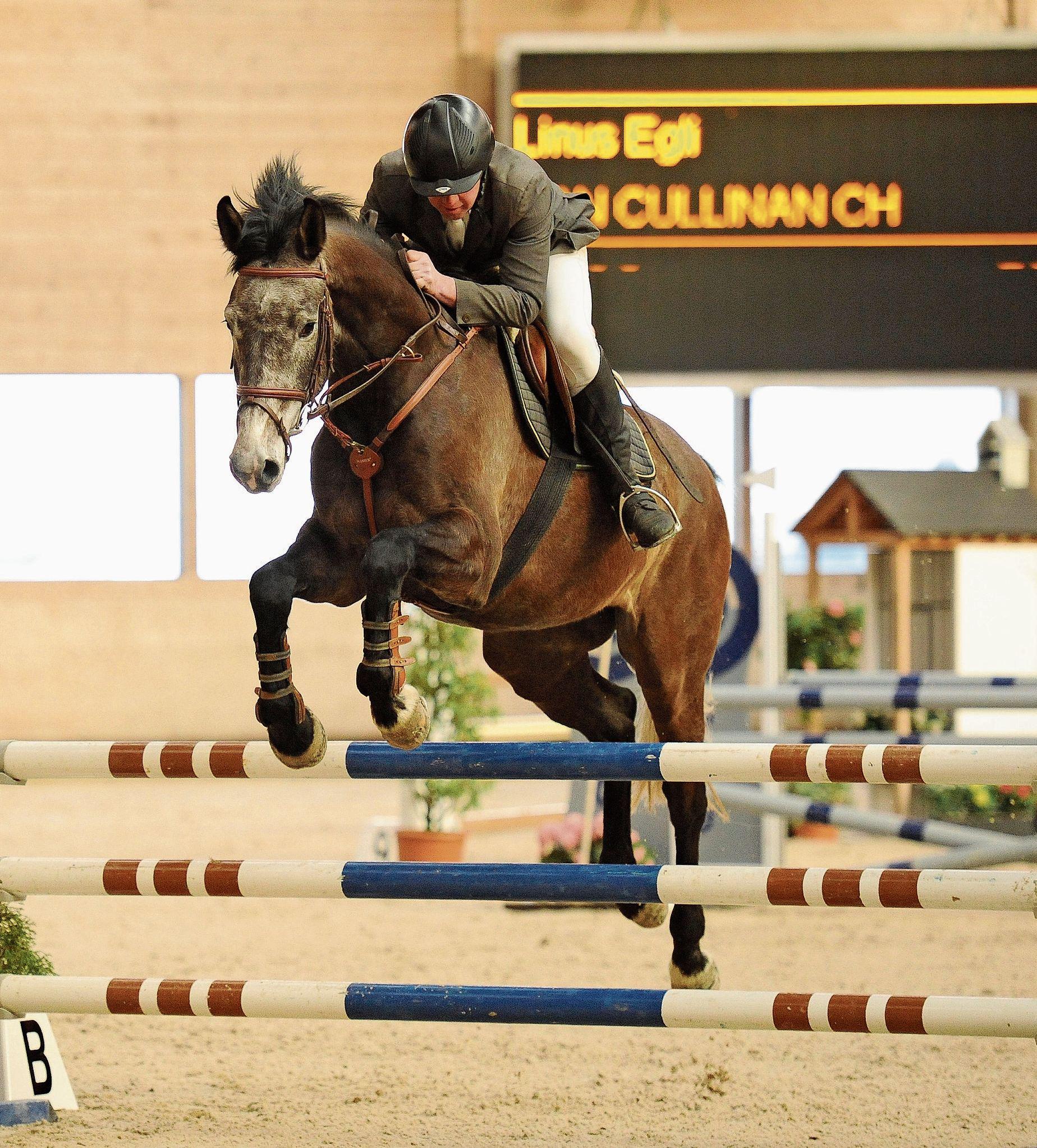 SPRINGREITEN: Die Pferde springen wieder