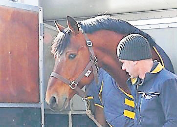 Hengstvorführung in der Deckstation