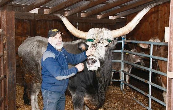 Der Ochse, der als Tourist kam