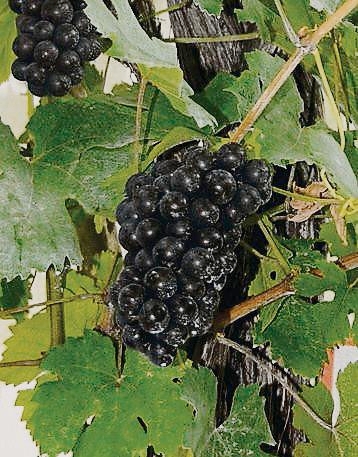 Eine Rebe macht von sich reden