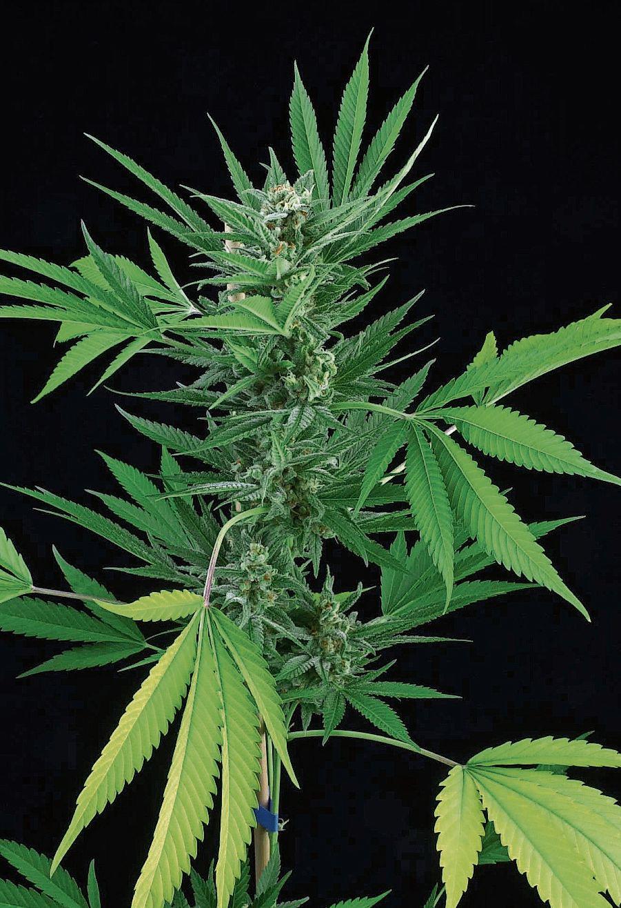 GESUNDHEIT: Mit Hanf gegen die Schmerzen