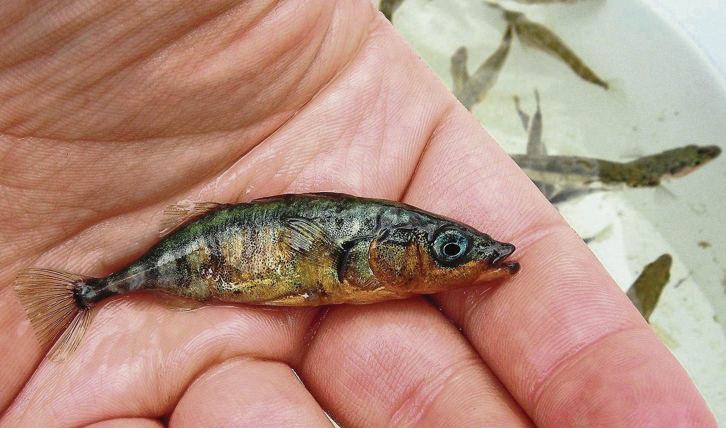 Millionen Stichlinge im Bodensee: Felchen gefährdet