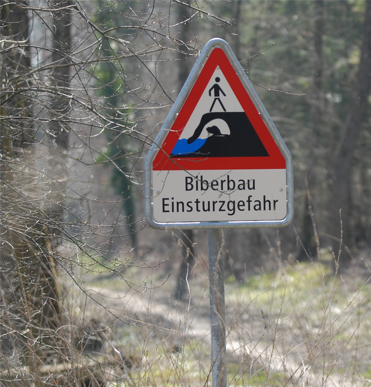 Bund blecht bei Biberschäden – Bauernverband spricht von «Etappensieg»