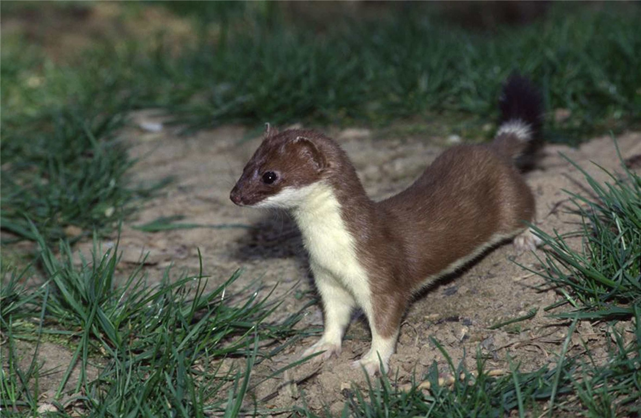 Selbst das Wiesel hat ein Winterquartier erhalten – Naturschutzverein ...