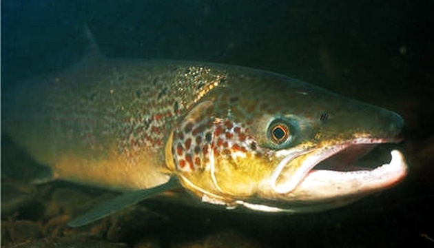 Überraschendes Ergebnis: 40'000 Fische schwimmen beim Kraftwerk im Rhein