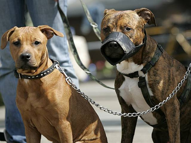 Für diese Hunderassen braucht es im Aargau jetzt eine Bewilligung