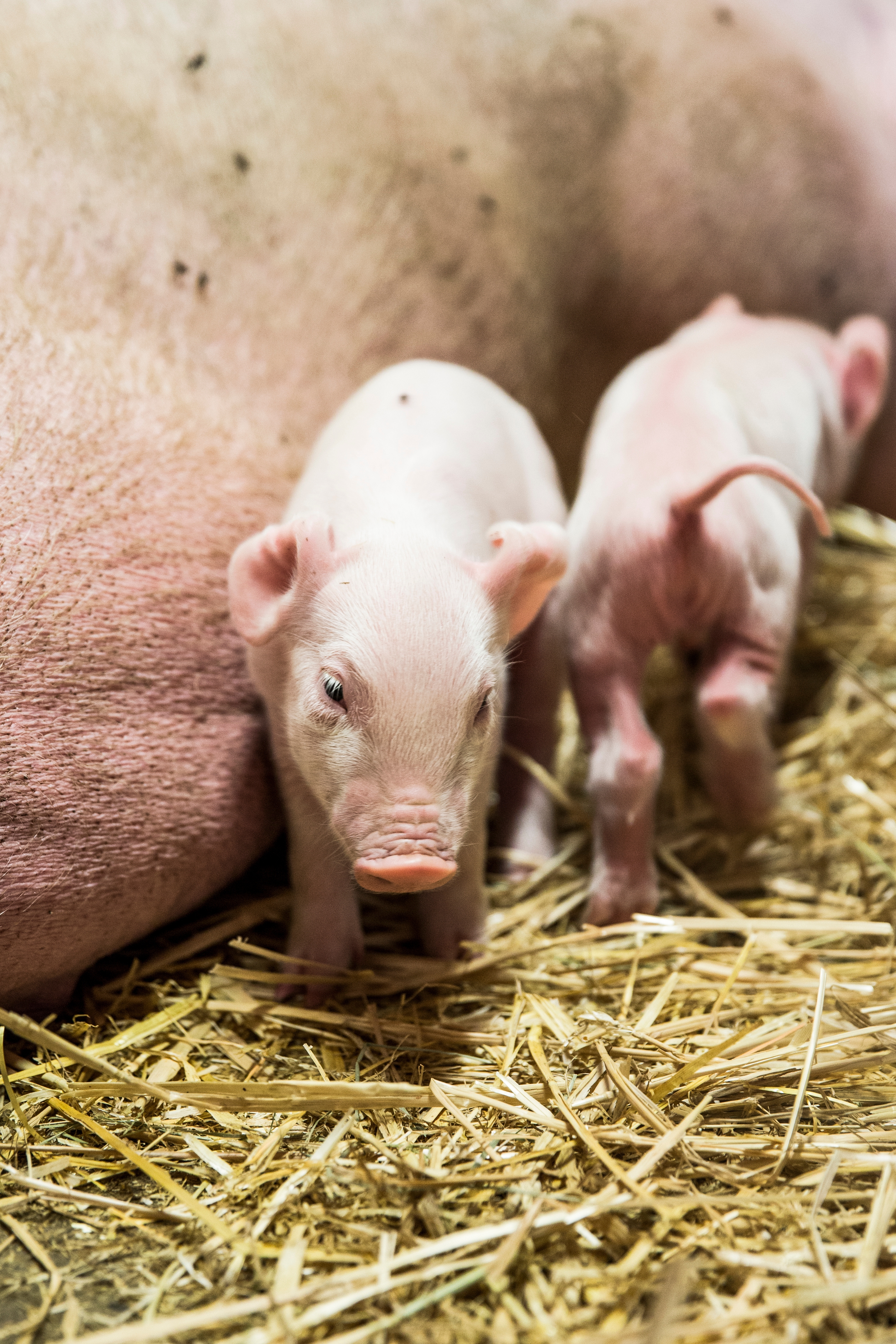 Ferkel ohne Narkose kastriert: Geldstrafe und das Stigma der Tierquälerei