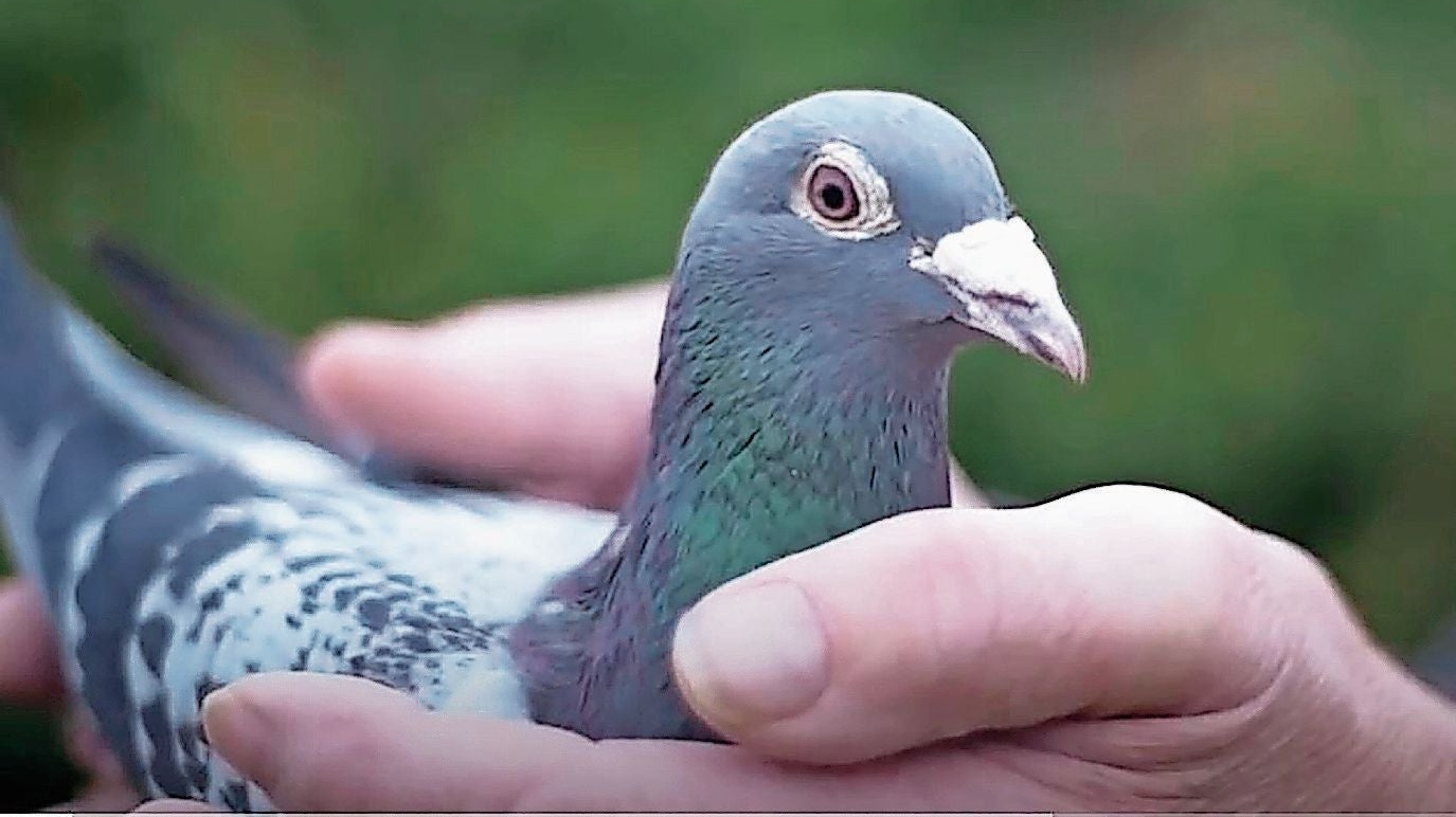 Eine Renntaube für 1,6 Mio. Euro: Die schnellen belgischen Vögel sorgen ...