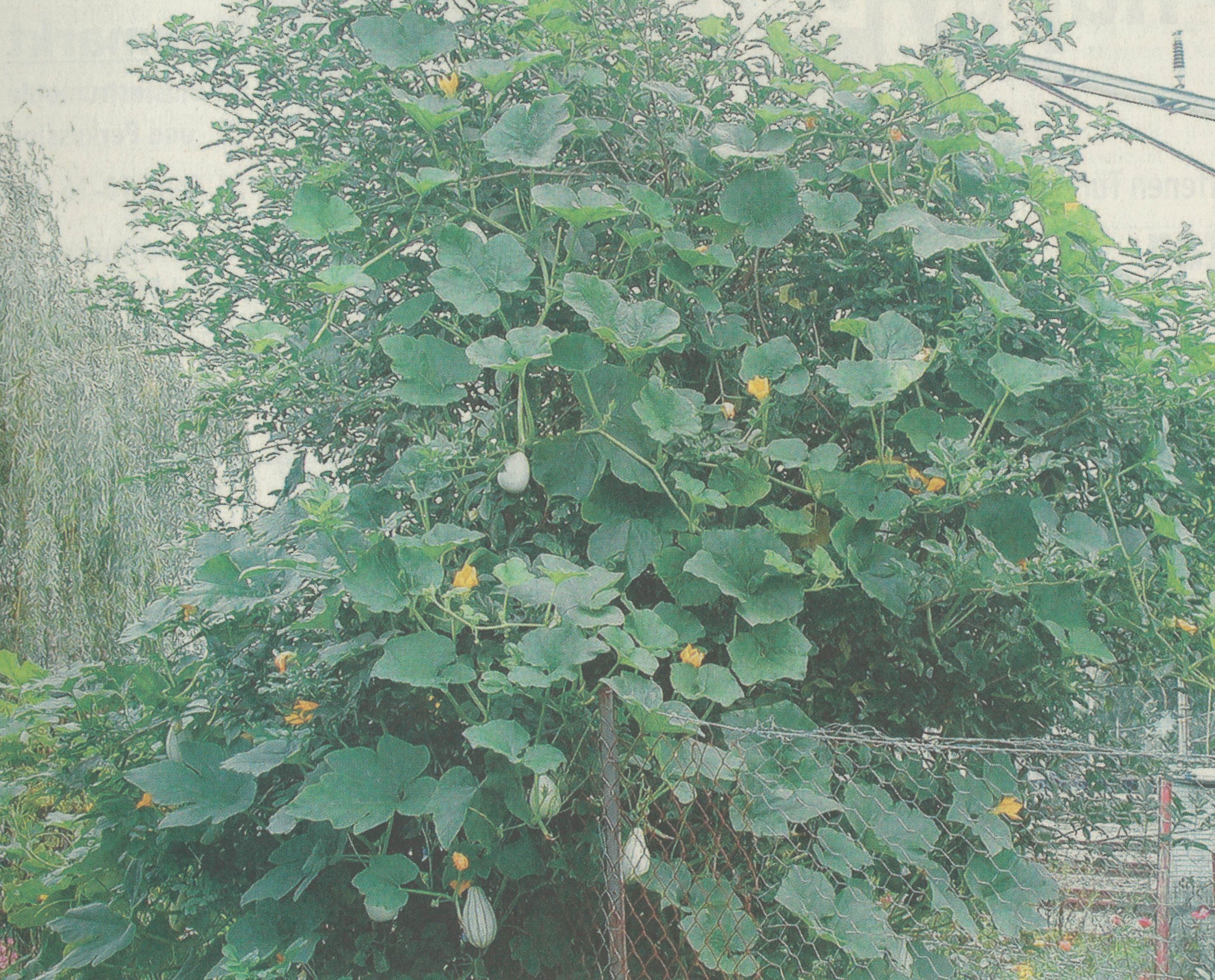 Damals: Eine Laune der Natur: Der «Holchü»-Baum