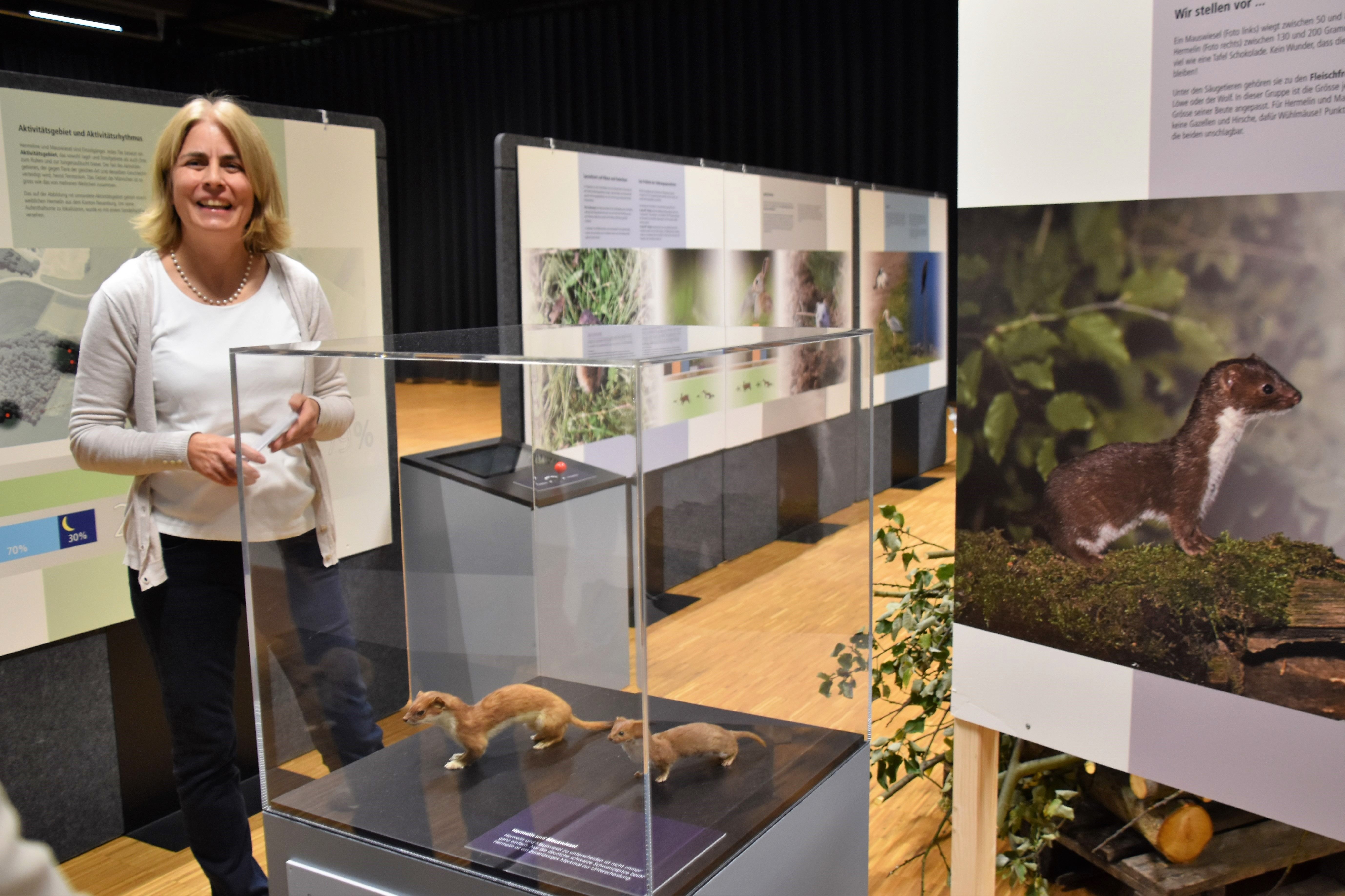 Ausstellung des WWF Uri bringt den Gästen das Wiesel näher