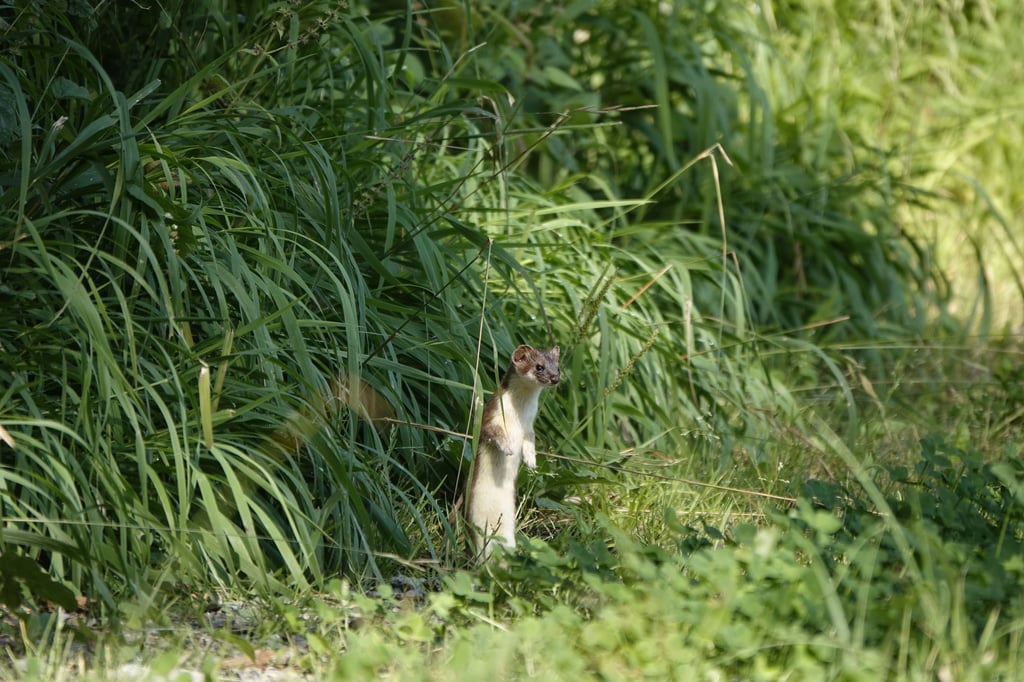WWF sucht beste Fotos von Urner Wildtieren