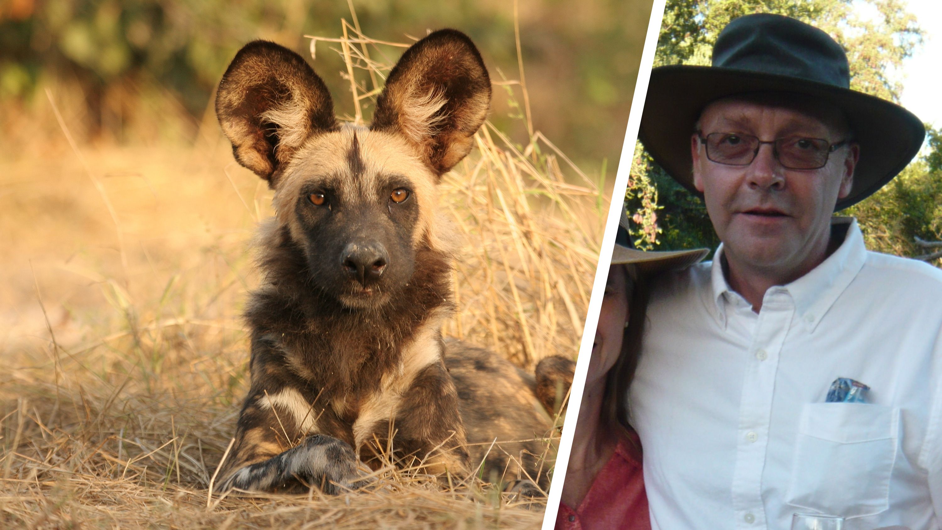 Brugg: Peter Brack hält Vortrag über Afrikanische Wildhunde