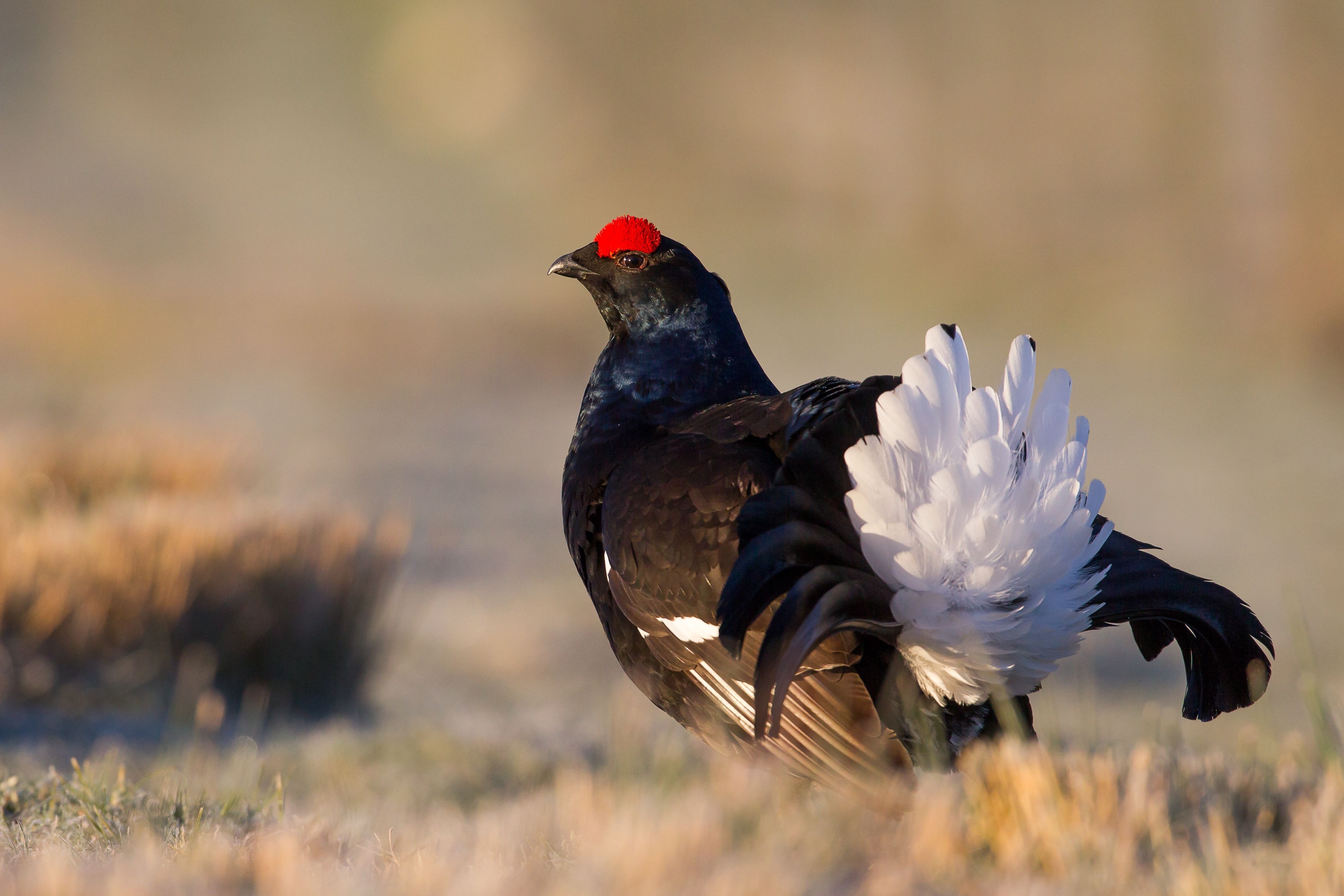 Taminatal: Jäger kassiert Strafbefehl für illegal erlegten Hahn