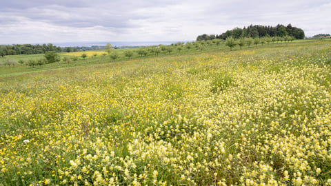 Wandertipp in Wil: Vom Weier zum Turm und zurück in die Altstadt