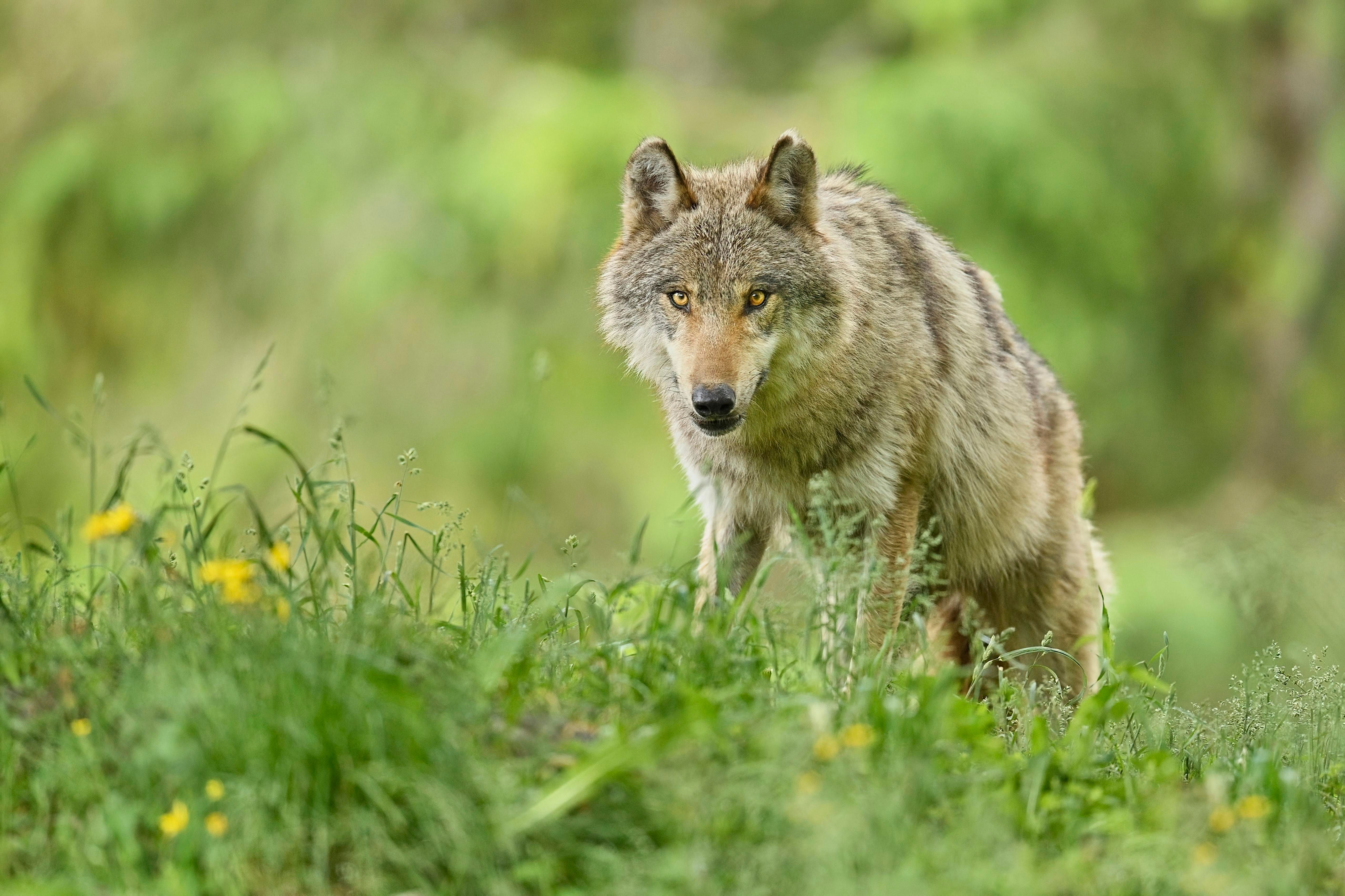 Wolf ist in Nidwalden für die Bevölkerung ungefährlich