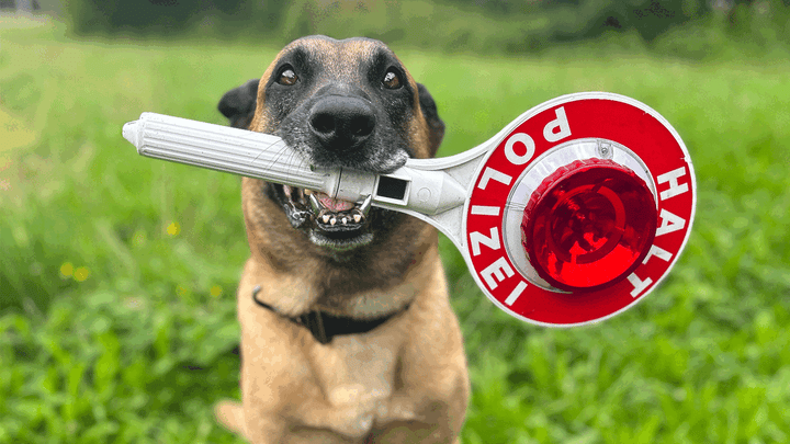 Save the Dogs BiH: Bruno Jelovic rettet Strassenhunde in Bosnien – das ...