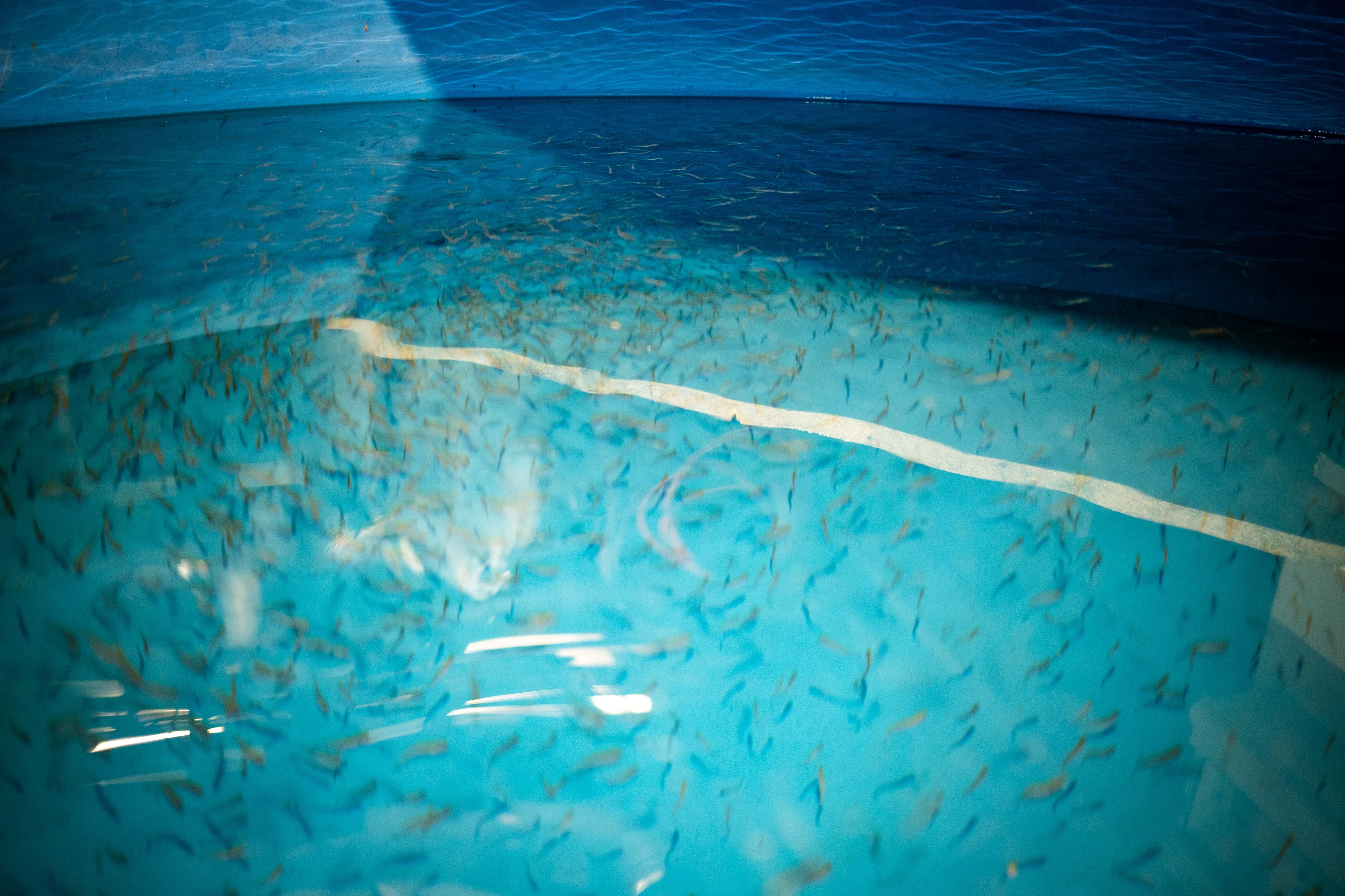 Erstmals werden gezüchtete Felchen im Bodensee ausgesetzt