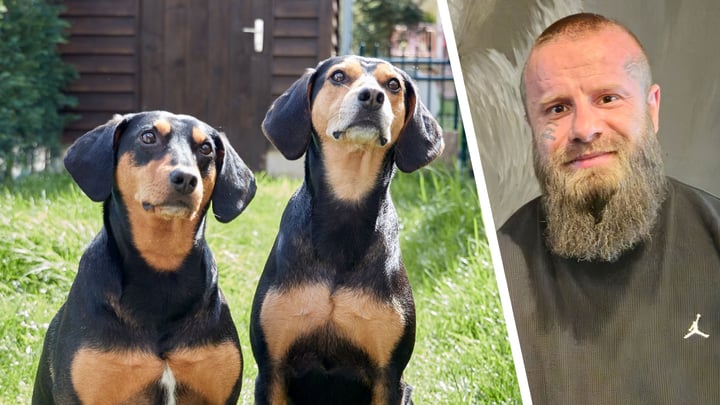 Save the Dogs BiH: Bruno Jelovic rettet Strassenhunde in Bosnien – das ...