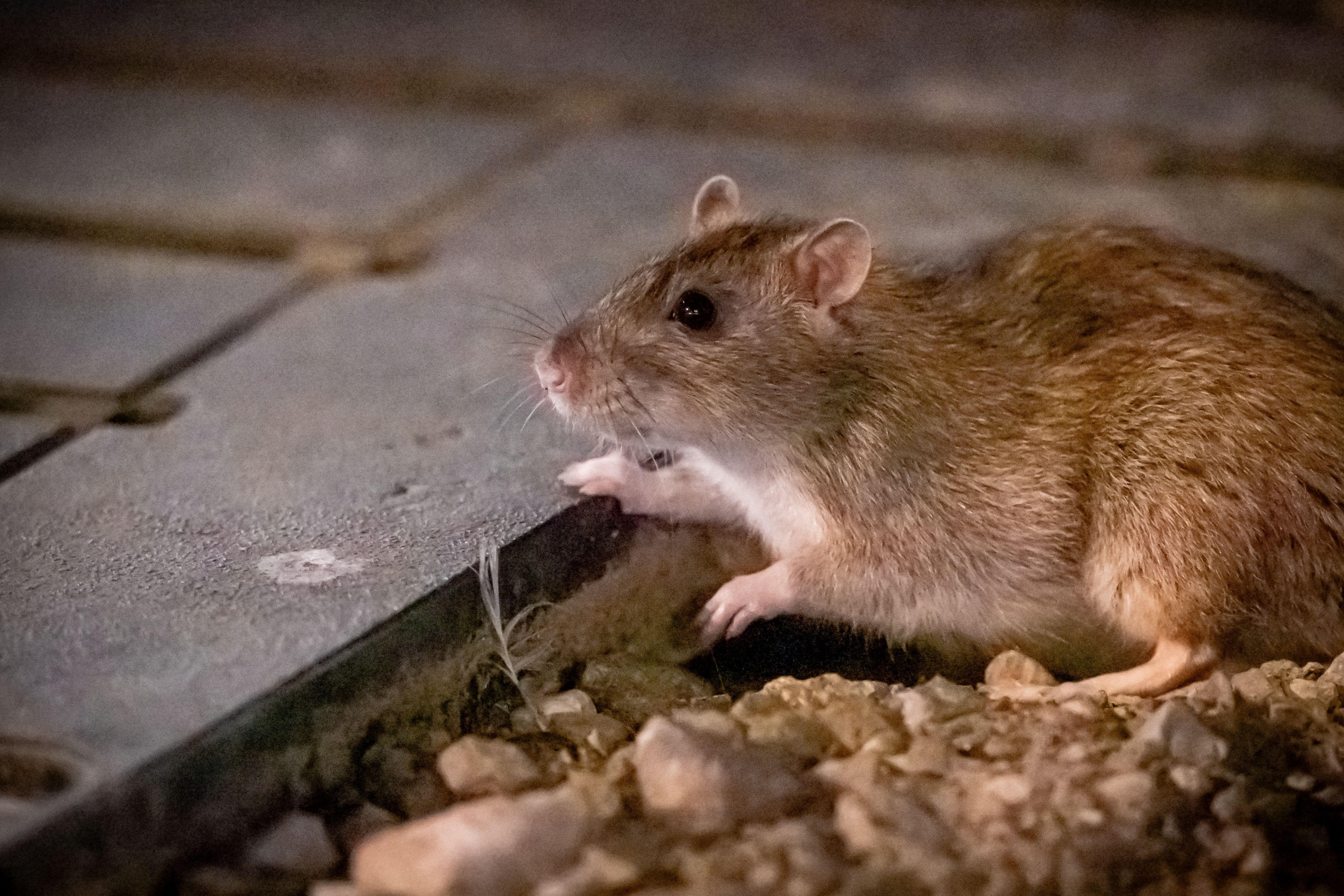 Ratten am St.Galler Bahnhof lösen Ekel aus