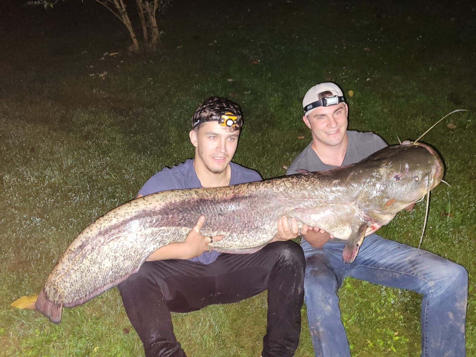 Jungfischer ziehen beim Reussbädli in Unterwindisch Riesenwels aus dem ...