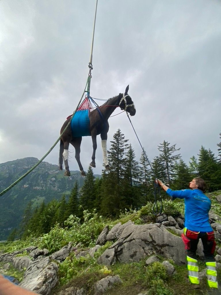 Thurgauer Grosstierretter helfen mit umgerüsteten Campingwagen.