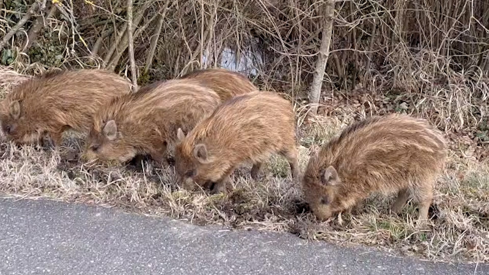 Frischlinge sorgen für Aufsehen am Klingnauer Stausee – das ist ...
