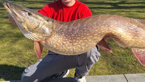 Rekordfisch aus dem Bodensee: Das war der grösste Fisch