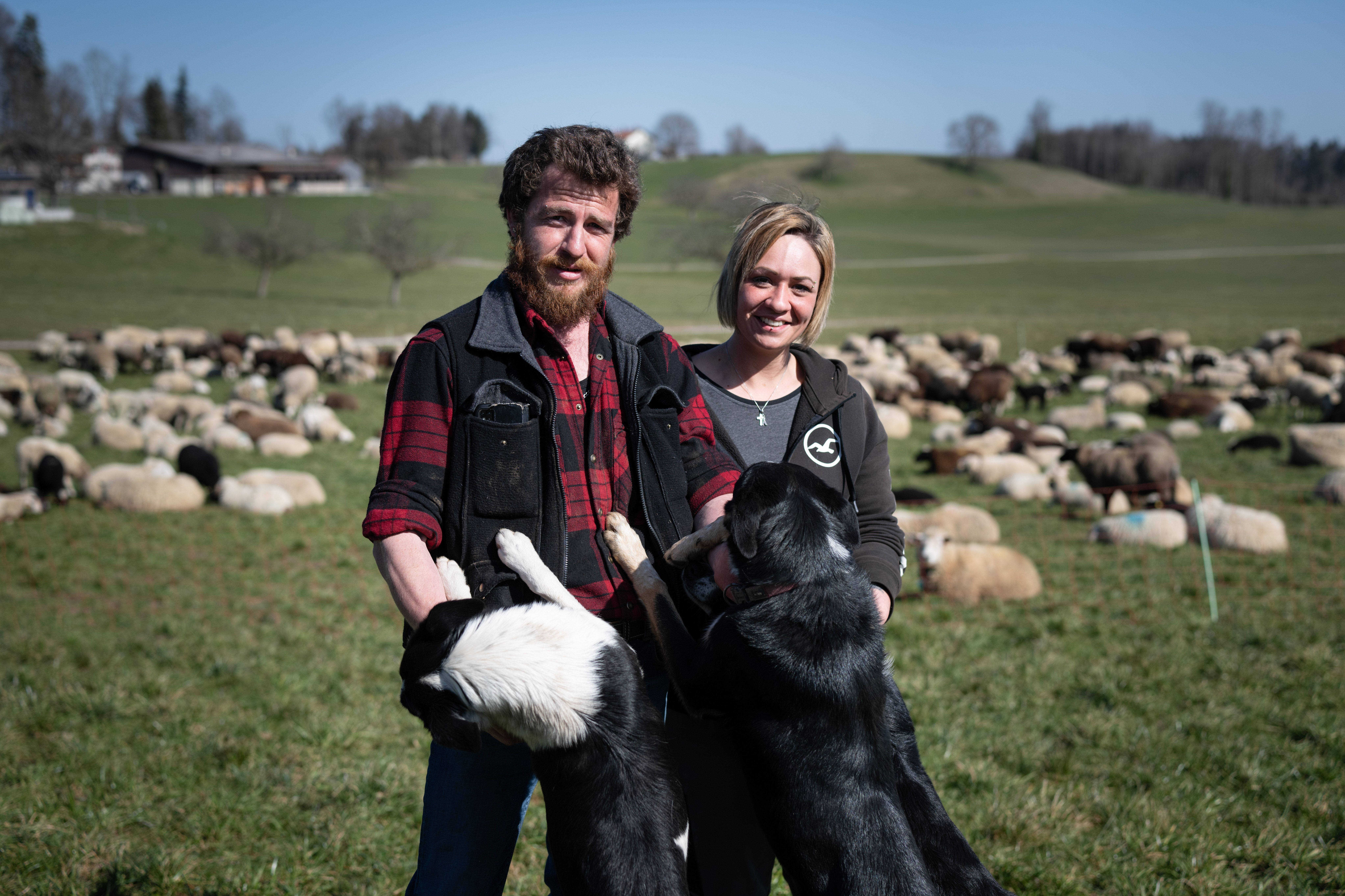 Schäfer wandert mit 800 Tieren vom Thurgau nach Kirchberg
