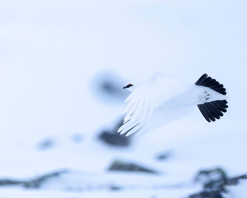 Der WWF Uri lädt zu einem Vortrag über das Alpenschneehuhn und das ...