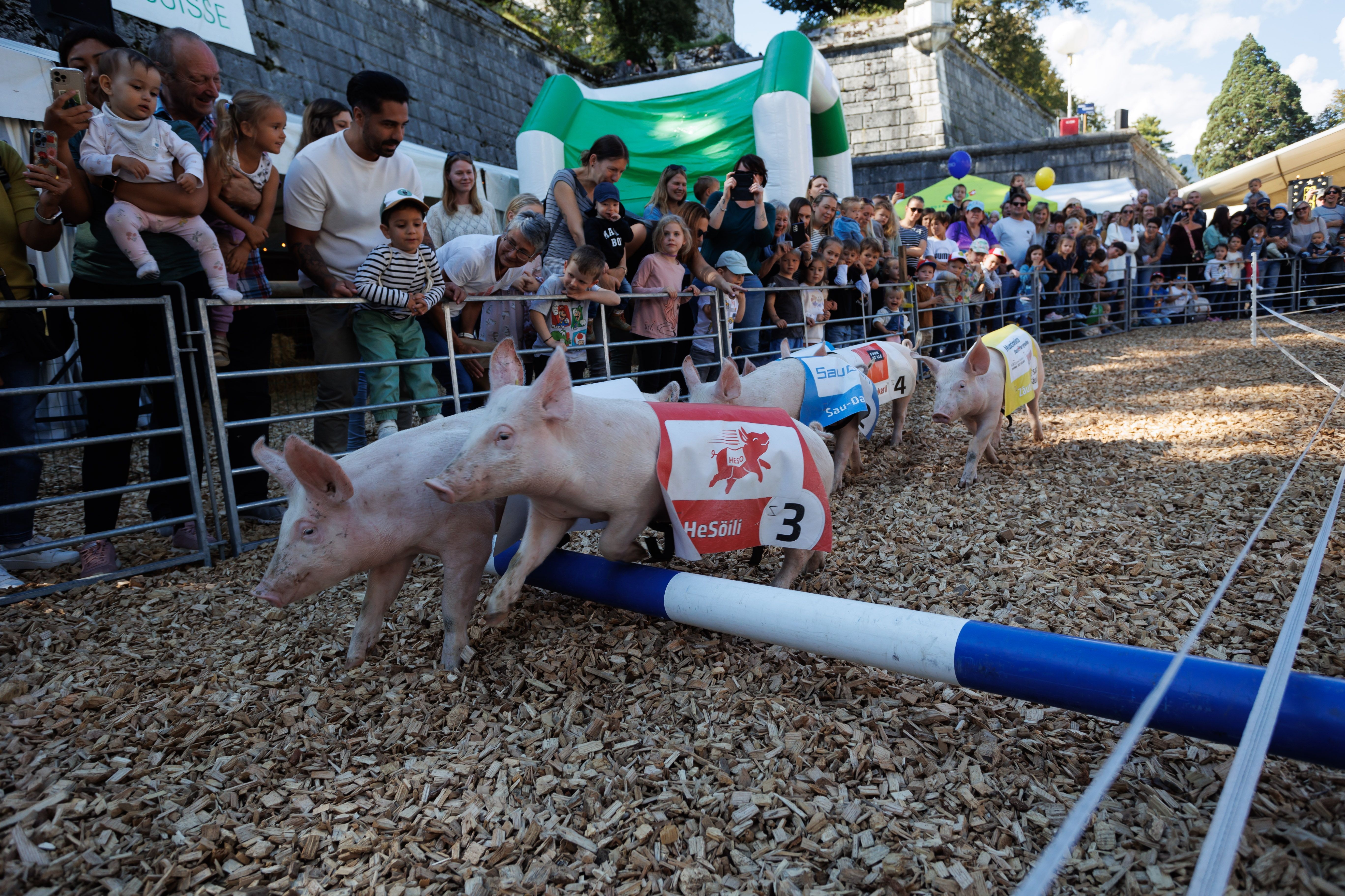 Die Ausstellungsflächen der 48. HESO sind nahezu vergeben