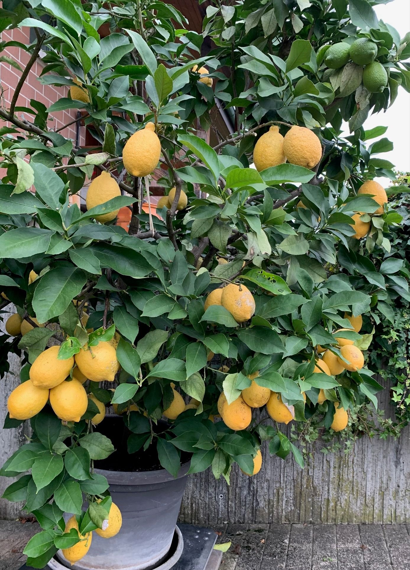 Pflanzen überwintern: Letzte Eisenbahn für Exoten