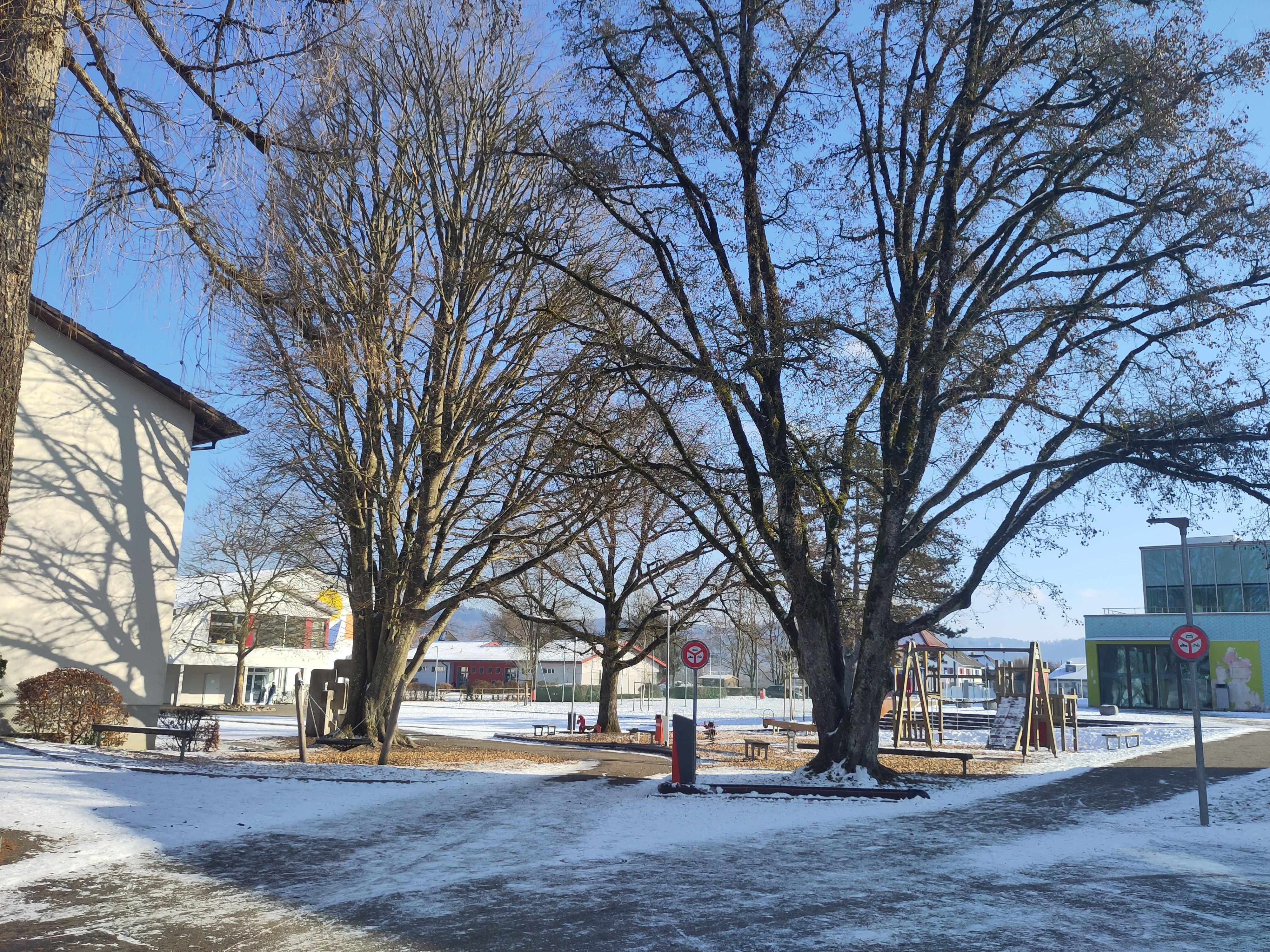 Strengelbach: Buche auf Schulareal Neumatt muss gefällt werden